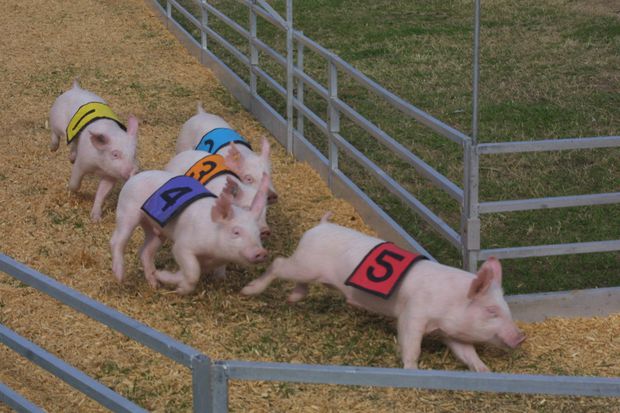The Hollywood Racing Pigs, courtesy Florida State Fair – Lisa Miller ...